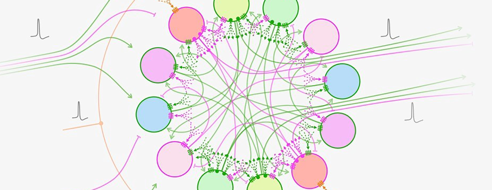The Complex Wiring Of Neural Networks UW College Of Arts Sciences